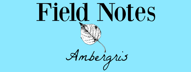 field notes ambergrisflag – Death Scent
