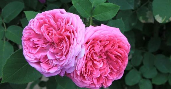 Rebozo de Luto: the Aromatic Mourning Shawl of Mexico – Death Scent